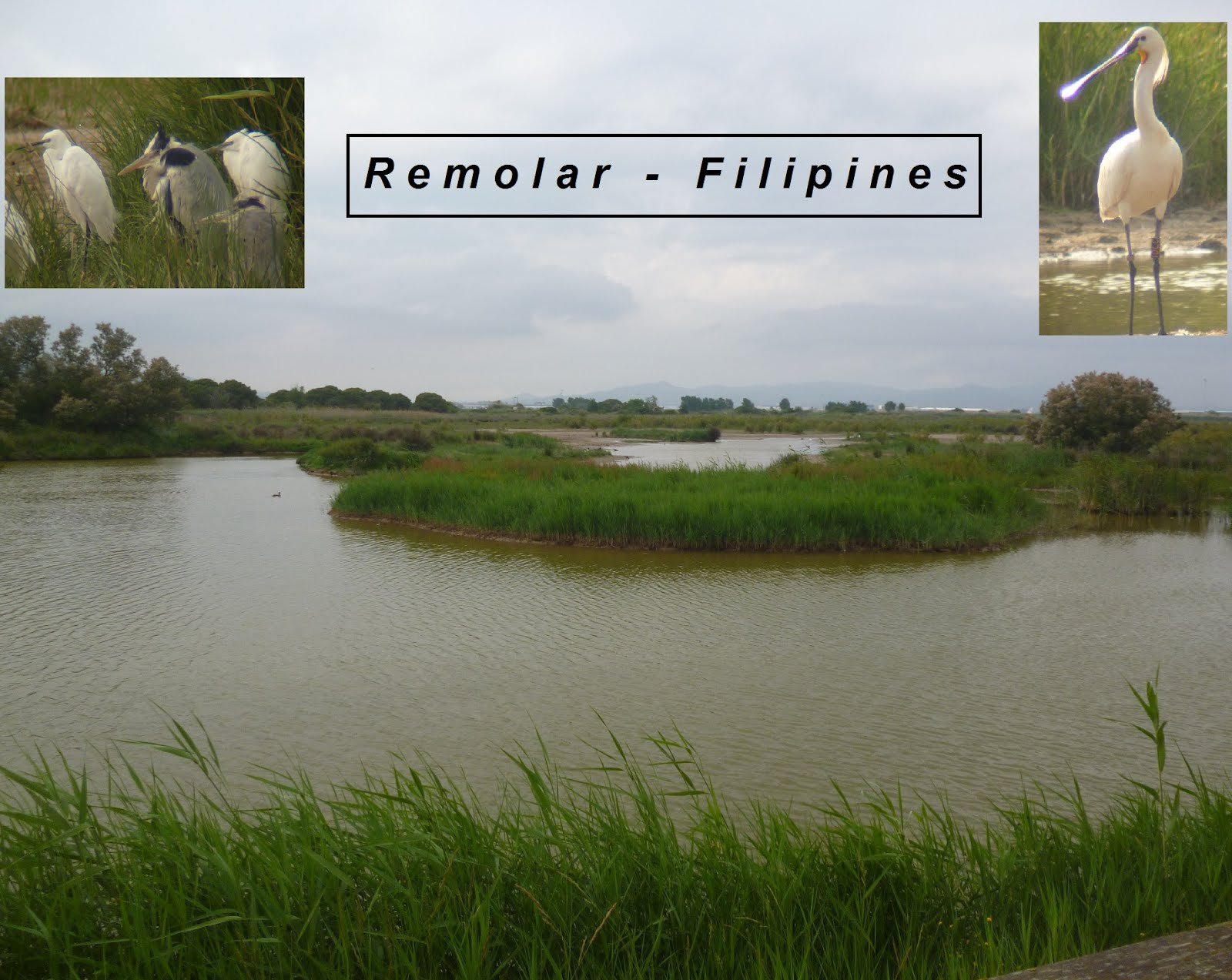 TRUENO: Delta del Llobregat: Remolar - Filipines