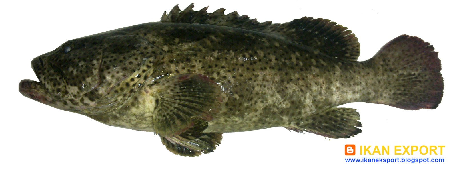 Ikan Eksport: Ikan Kerapu Mosso
