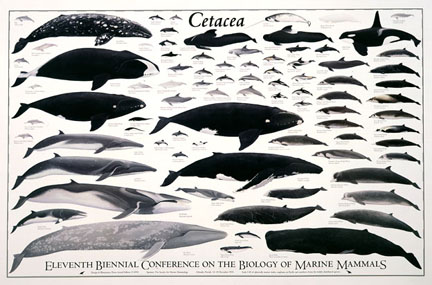 TUTUNUI-WANANGA: "WHO ARE THE CETACEANS?" JEFF PHILLIPS