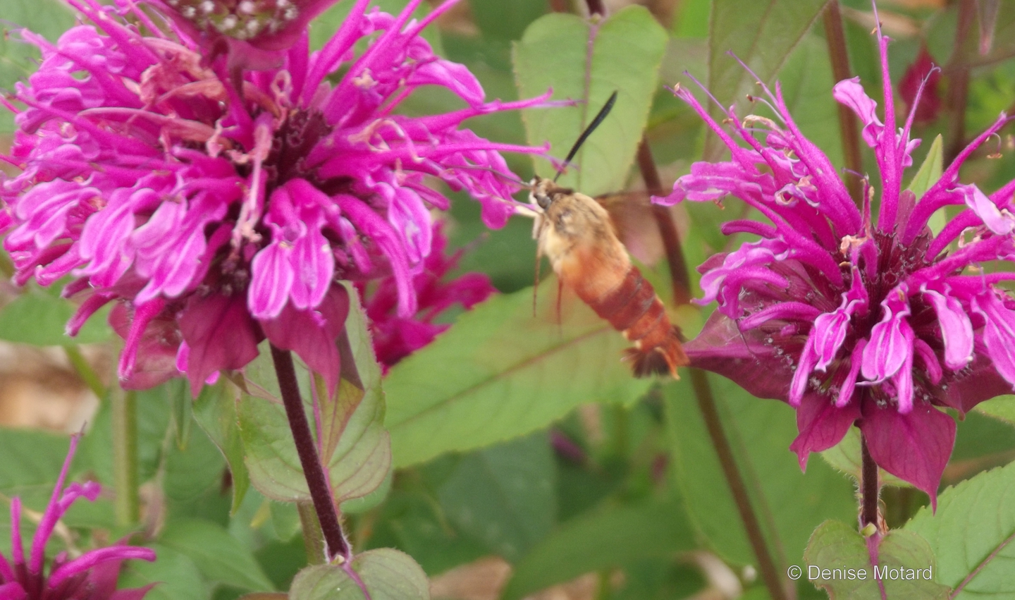 PLANTING A MONARCH-FRIENDLY GARDEN