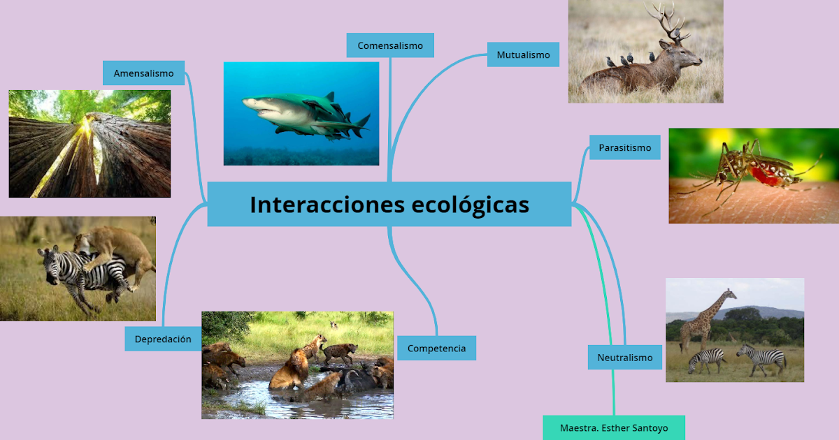 Ciencias y educación: Interacciones ecológicas
