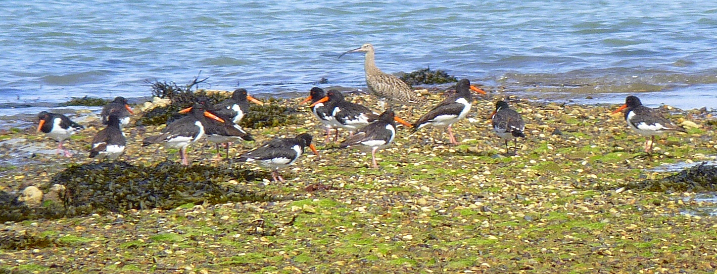 Birding For Pleasure: Birds and Binstead Beach