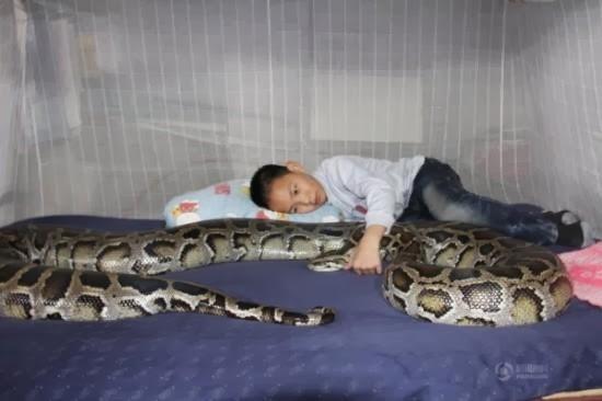 Million Posts: Chinese Boy Has Been Living and Sleeping with a Python ...