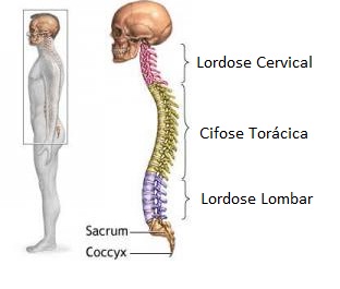 Fisioterapia: um novo modo de vida!: Desvios Posturais da Coluna Vertebral