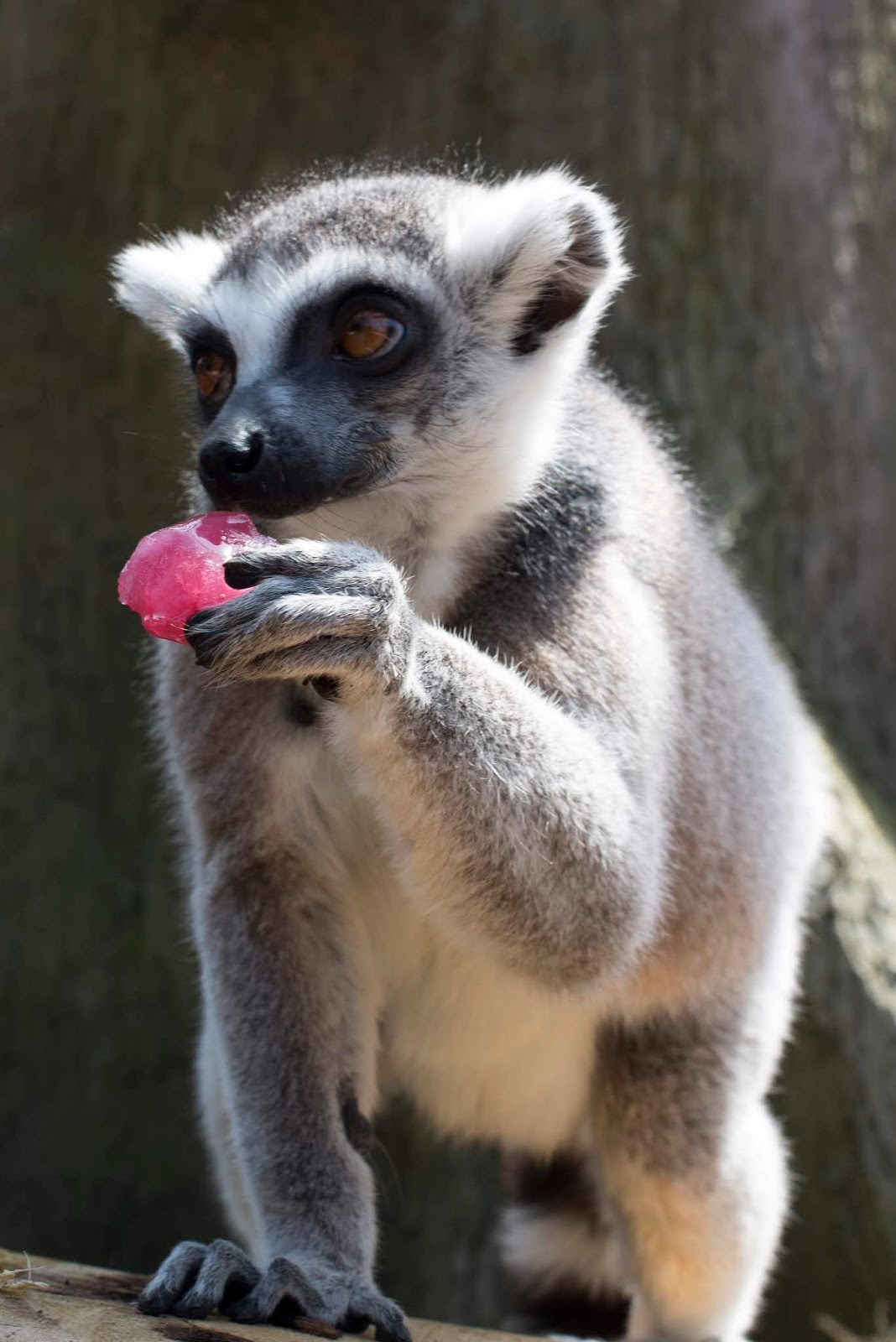 Cool Ring Tailed Lemurs with Ice Pops