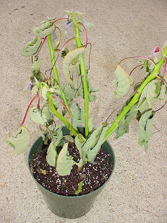 UK - Diseases of Fruit Crops & Ornamentals: Recurring Pythium in the ...