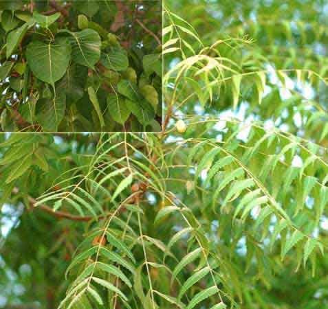 Symbolism In Peepal And Neem Tree Marriage In Hinduism | Hindu Blog