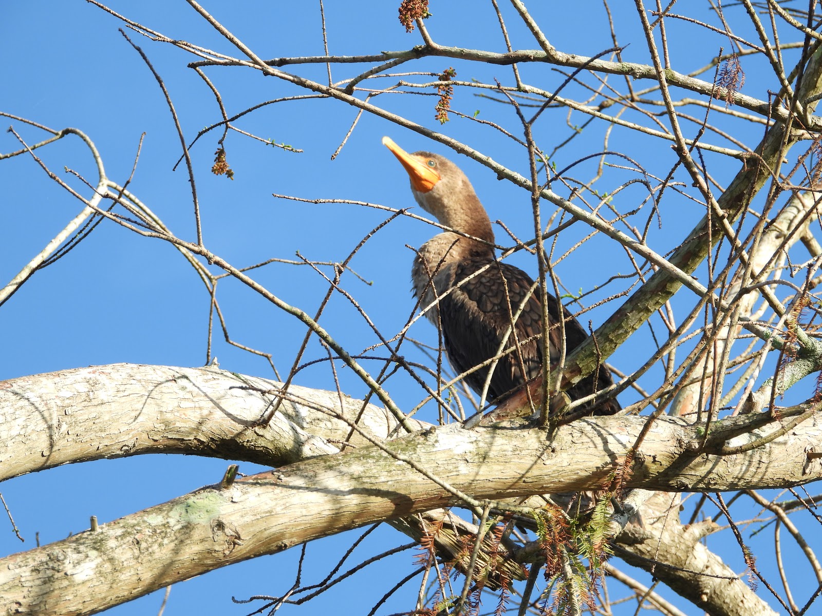 Bird & Travel Photos, Birding Sites, Bird Information: DOUBLE-CRESTED ...