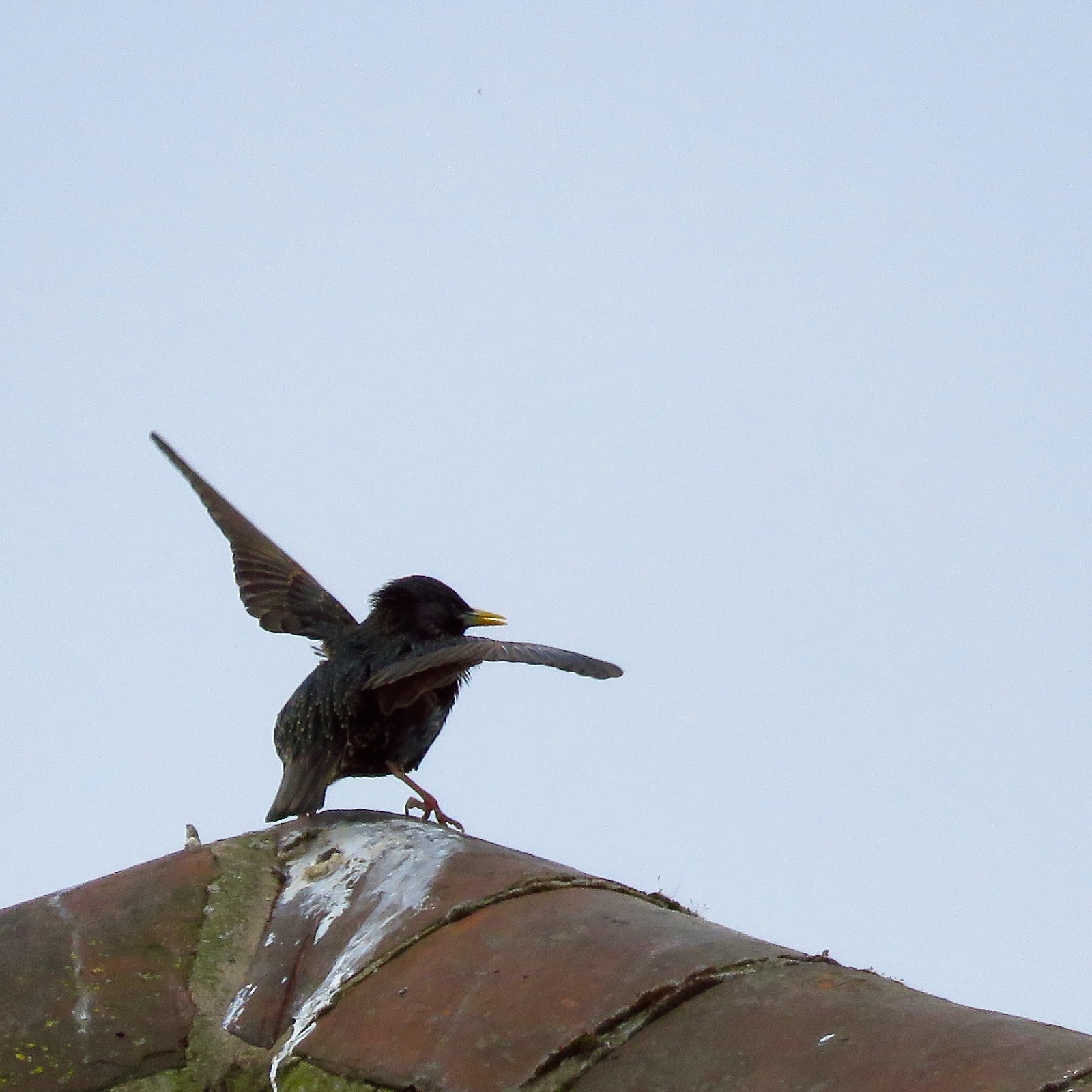 The Rattling Crow: Singing starlings