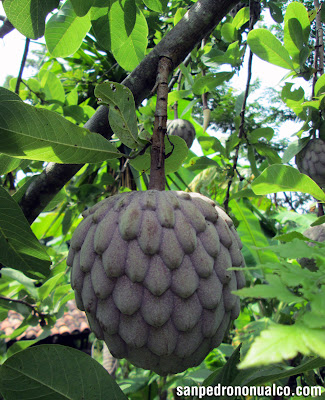 San Pedro Nonualco - Sitio web oficial de los sampedranos: La anona