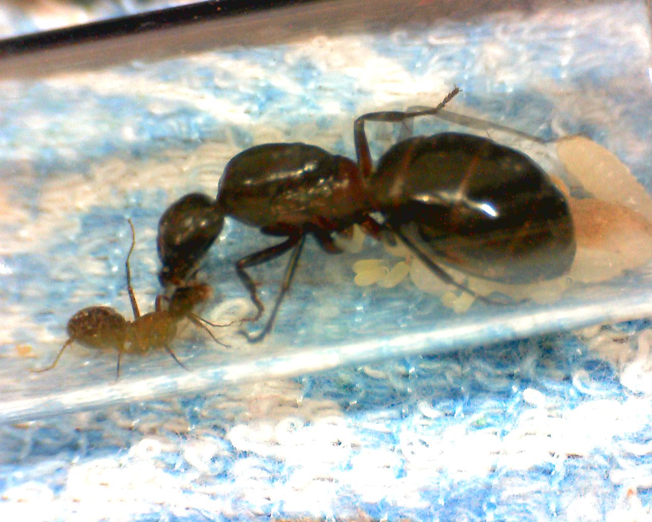 Adoro Formigas: Camponotus Ligniperda - Nasceu uma operária!