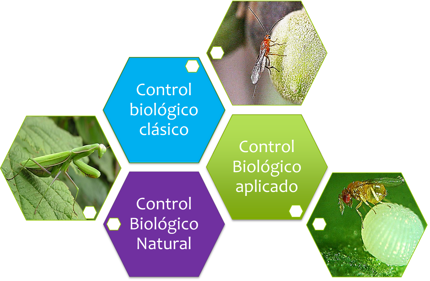 ECOAGRO: Control Biológico