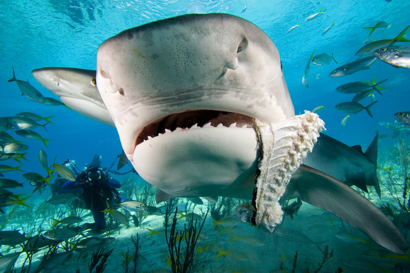 Animal Zoo Life Tiger Shark tiger Shark Facts tiger Sharks sand Tiger animal-zoo-life-tiger-shark-tiger-shark-facts-tiger-sharks-sand-tiger