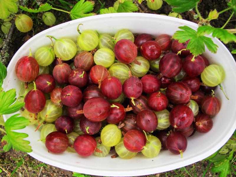 Pentru Suflet: Cel mai puternic fruct din lume! Este plin de ...