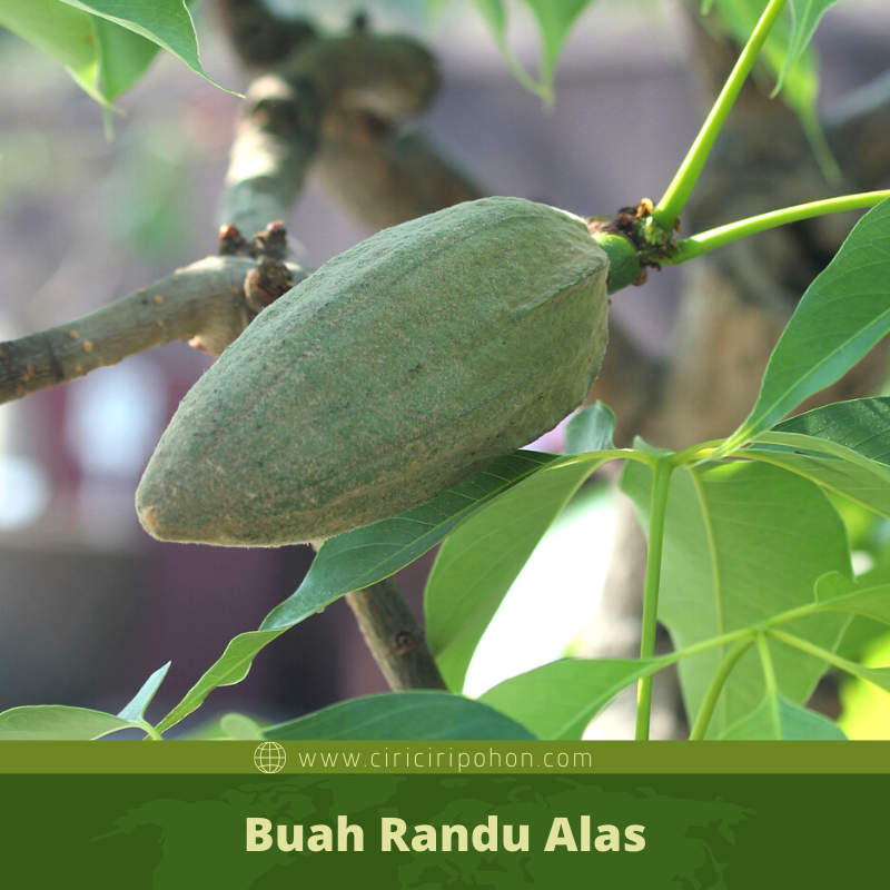 Ciri Ciri Pohon Randu Alas (Bombax ceiba) Di Alam Liar - Ciriciripohon.com
