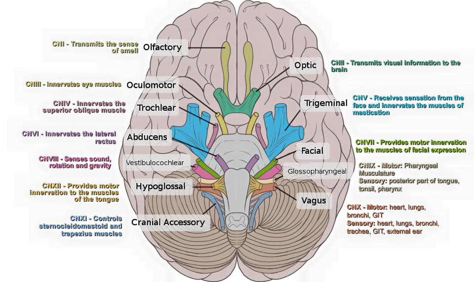 Nervii cranieni ~ Admitere Facultatea de Medicina & Farmacie