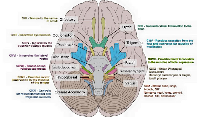 Nervii cranieni ~ Admitere Facultatea de Medicina & Farmacie