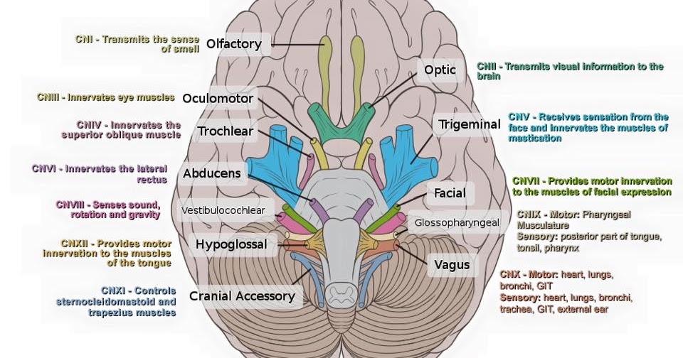 Nervii cranieni ~ Admitere Facultatea de Medicina & Farmacie