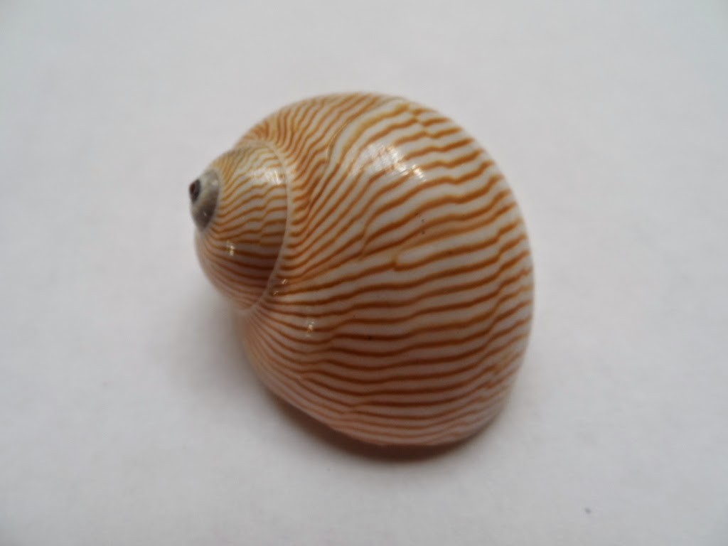 conchas y caracoles: NATICA LINEATA