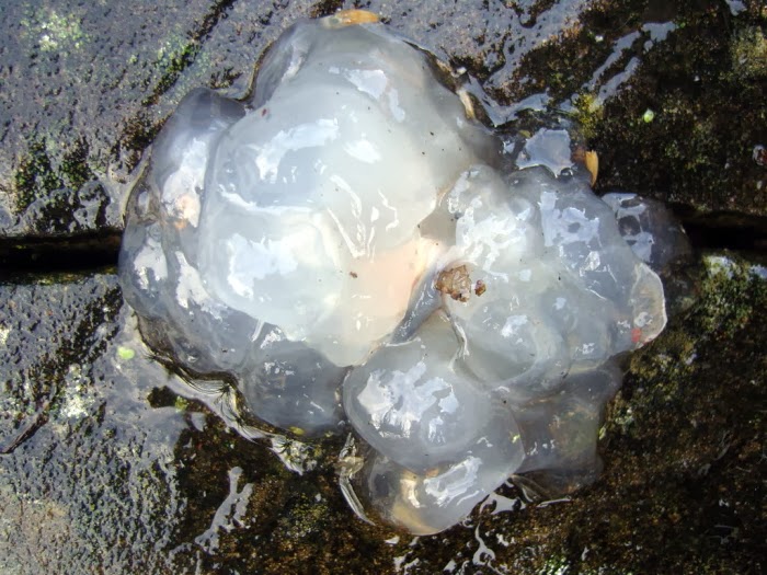 Star Jelly or Astral Jelly: An unexplained, strange gelatinous ...