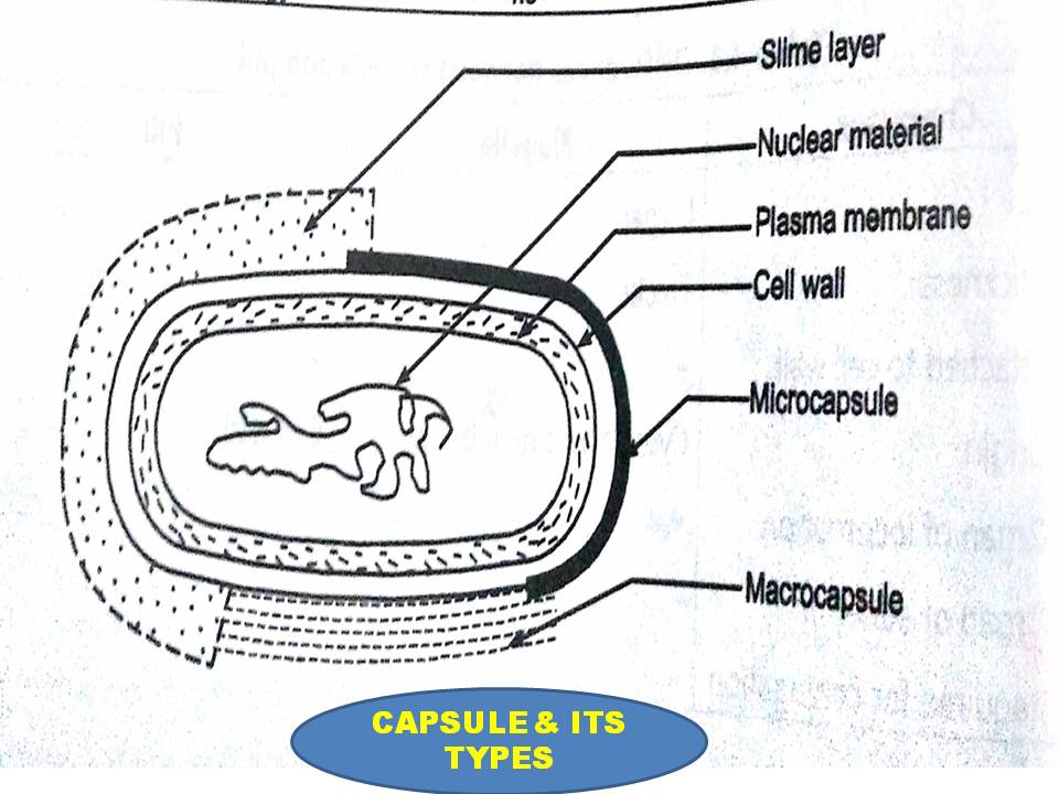 ULTRA-STRUCTURE OF BACTERIA (MICROBIOLOGY NOTES)(SECOND YEAR B.PHARMACY ...