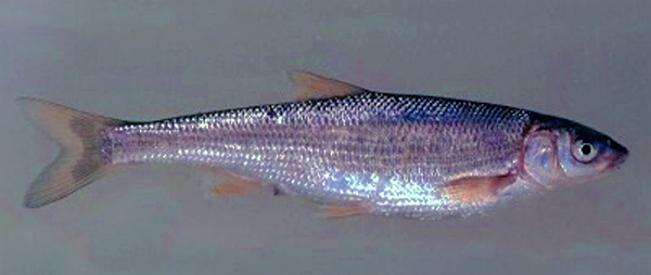 La Boga del Río Guadiana