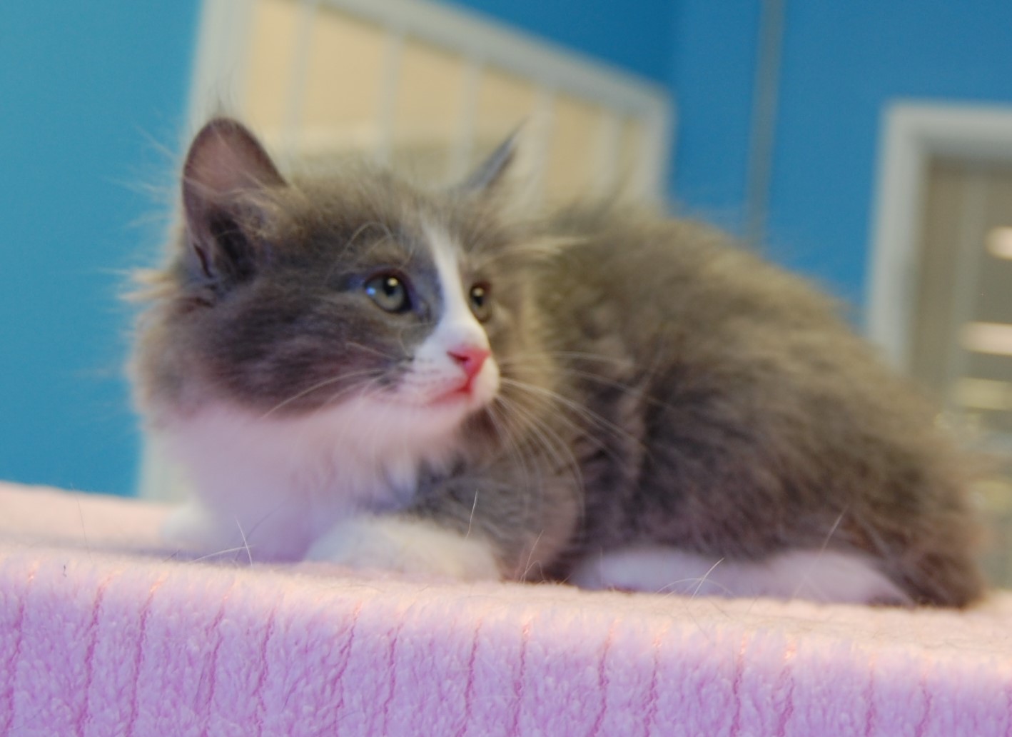 Mindy and 30 more rescued kittens need foster homes!