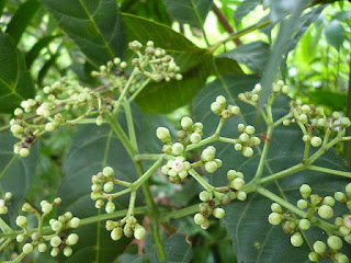 Bandicoot Berry - Burulla | SL Flora