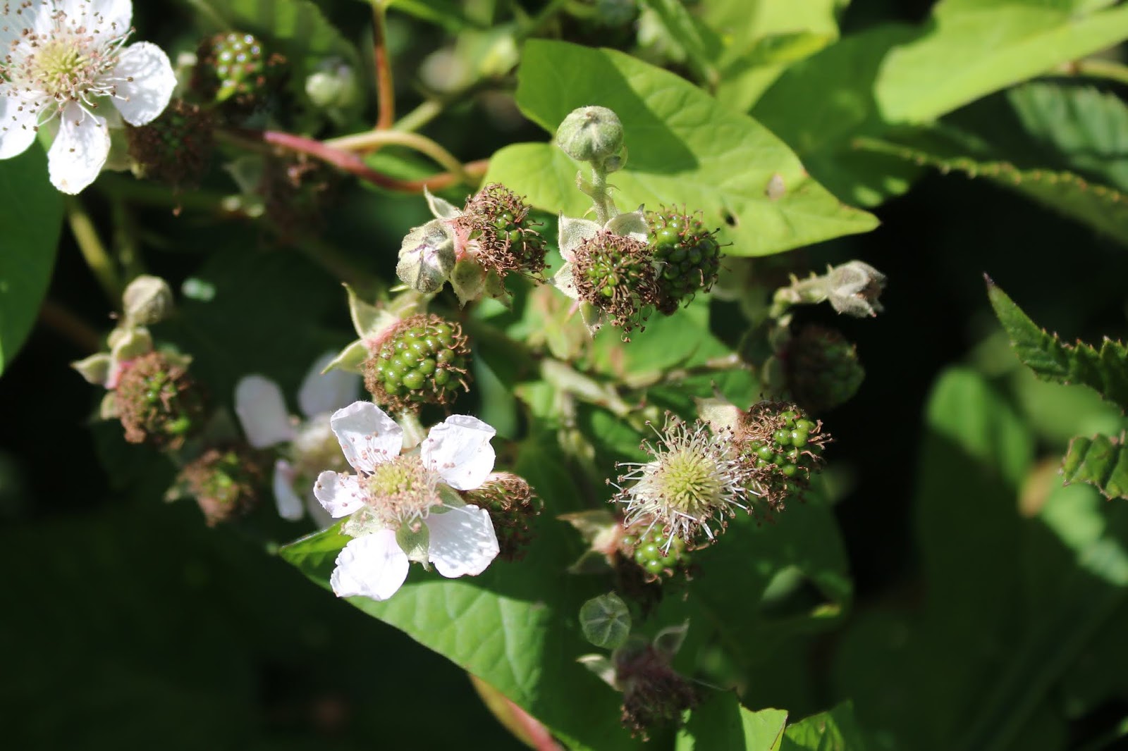 Bomen en Struiken: 'Alle' Soorten
