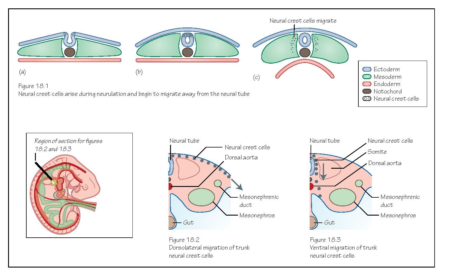 Neural Crest Cells - pediagenosis