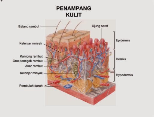 Learning and Teach: Fungsi Kulit dan Penyakit Kulit