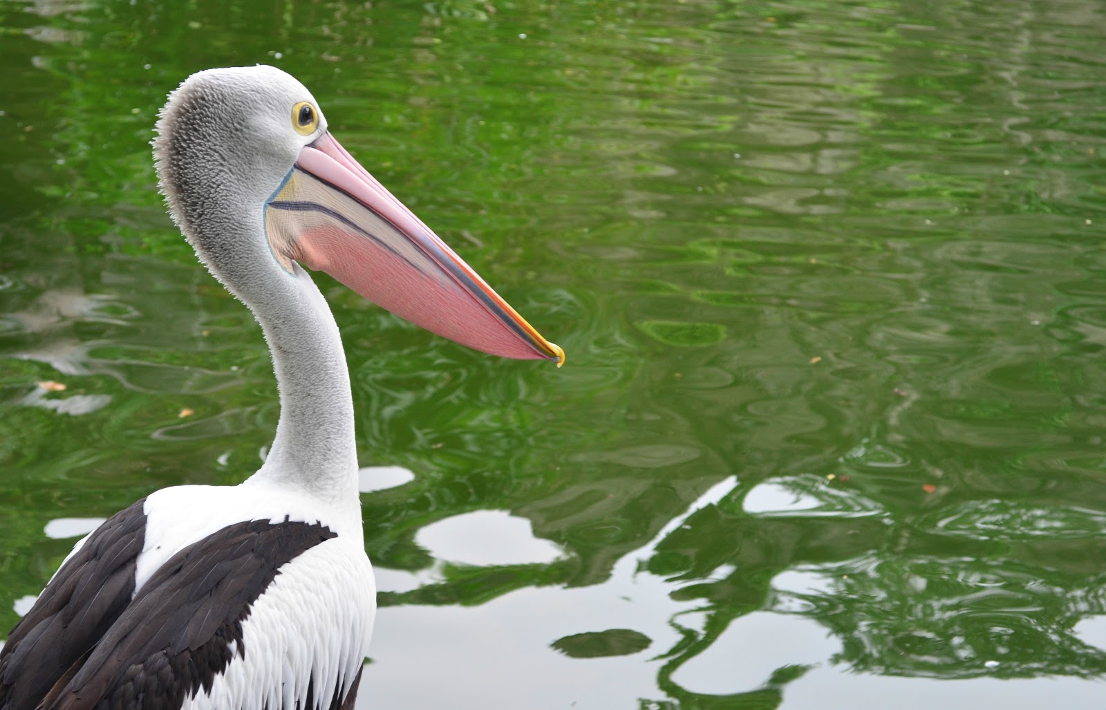 CapsLock Photography: Pelikan