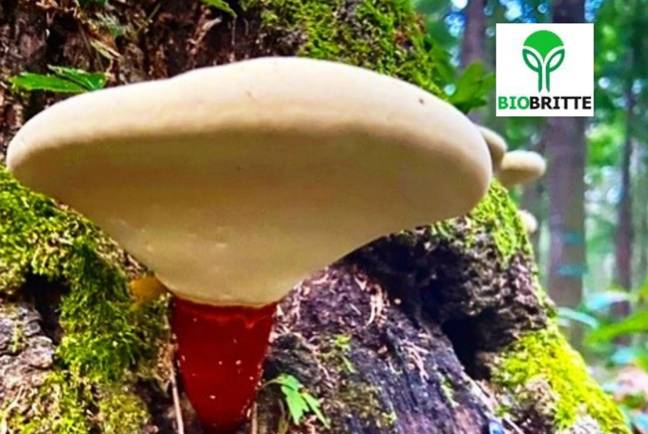 Mushroom spawn production training in Dharwad | Mushroom farming ...