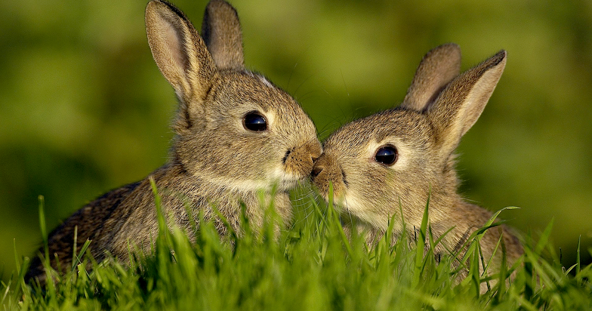 Montana Roué: PESKY WABBIT