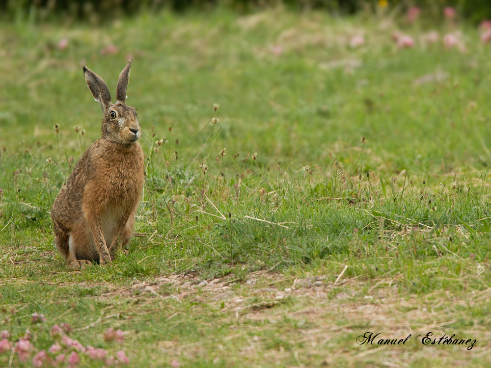 Miradas Cantábricas: Liebres campurrianas