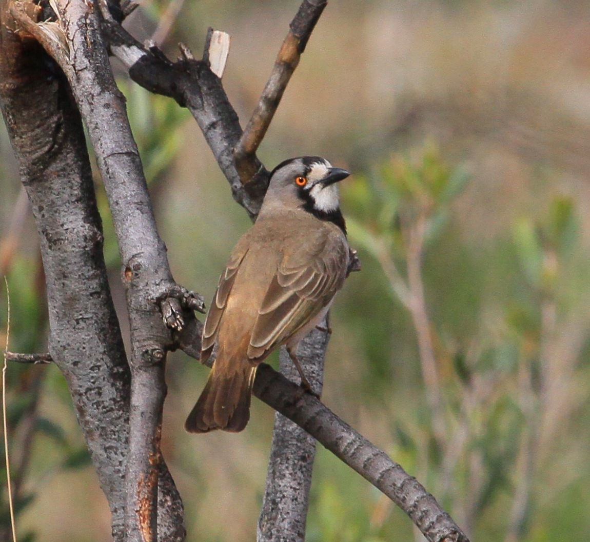 Richard Waring's Birds of Australia: Robins up close, Cuckoo as well ...