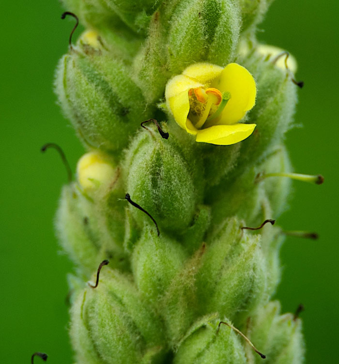 Red and the Peanut: Common Mullein