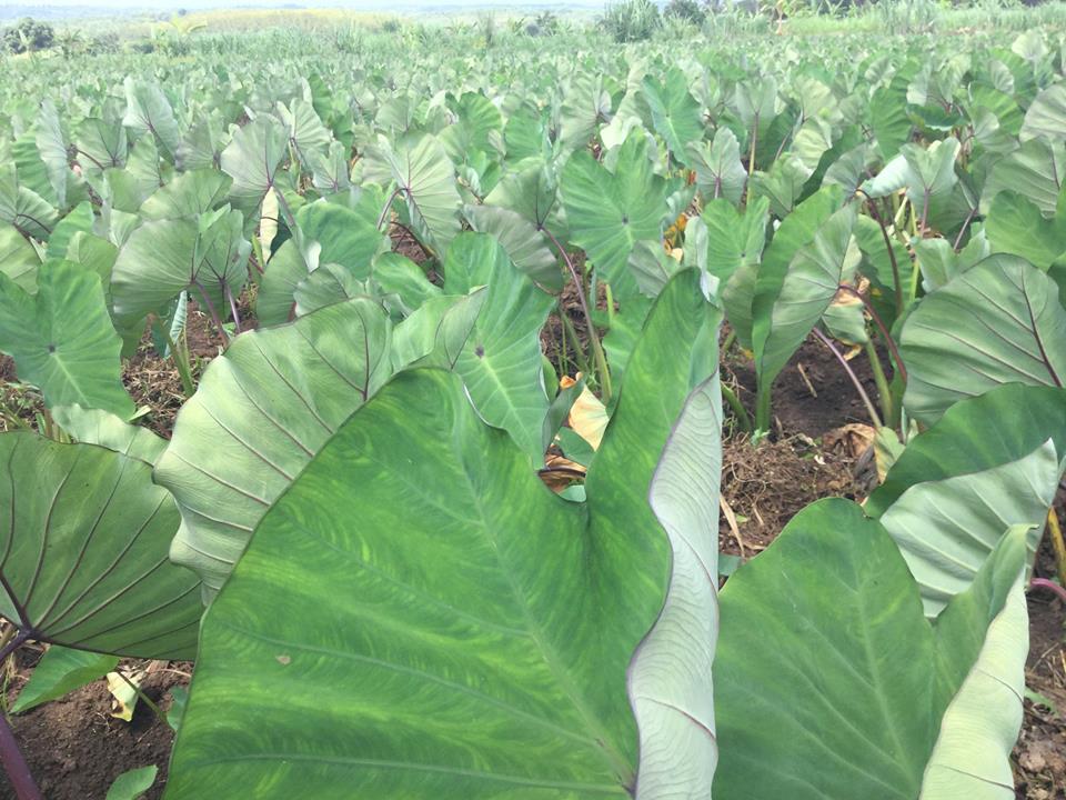 Dry Land Arrow Roots