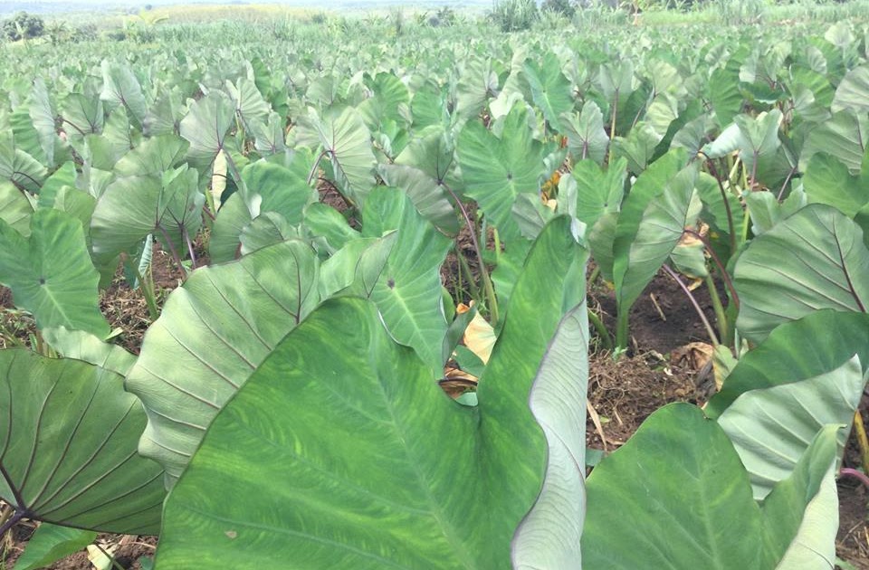 Dry Land Arrow Roots