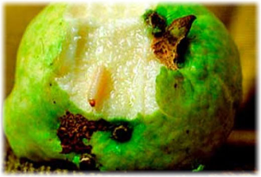 Jornal do Pet: Como o bicho de goiaba vai parar dentro da goiaba?