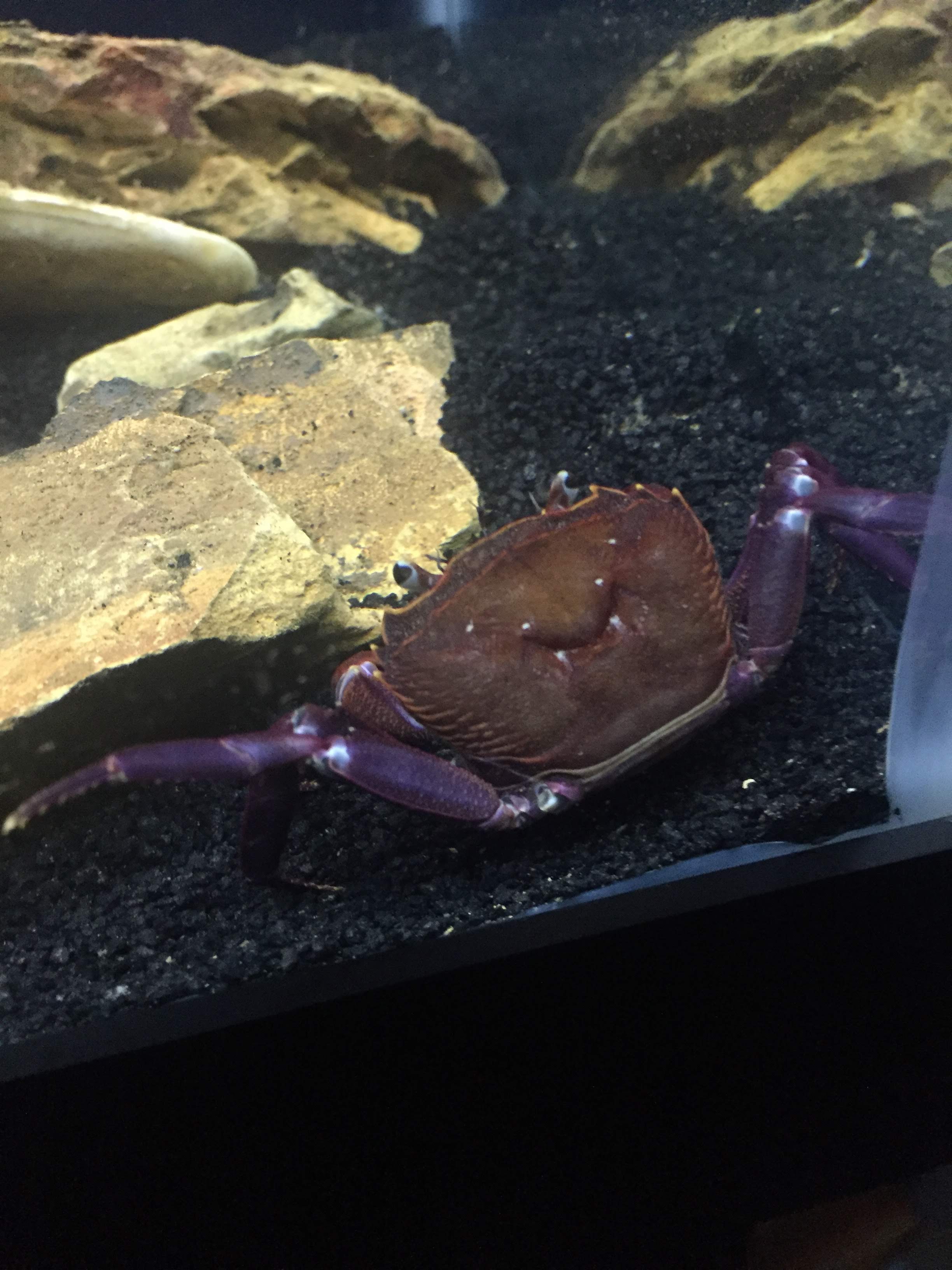 Sulawesi/Matano Crab Care Guide - REVISED & UPDATED EDITION