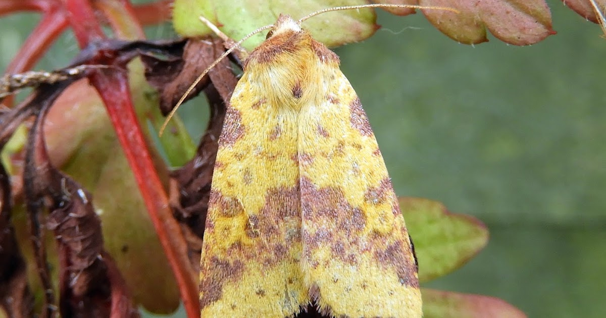 birdingexmouth: Autumn Moths