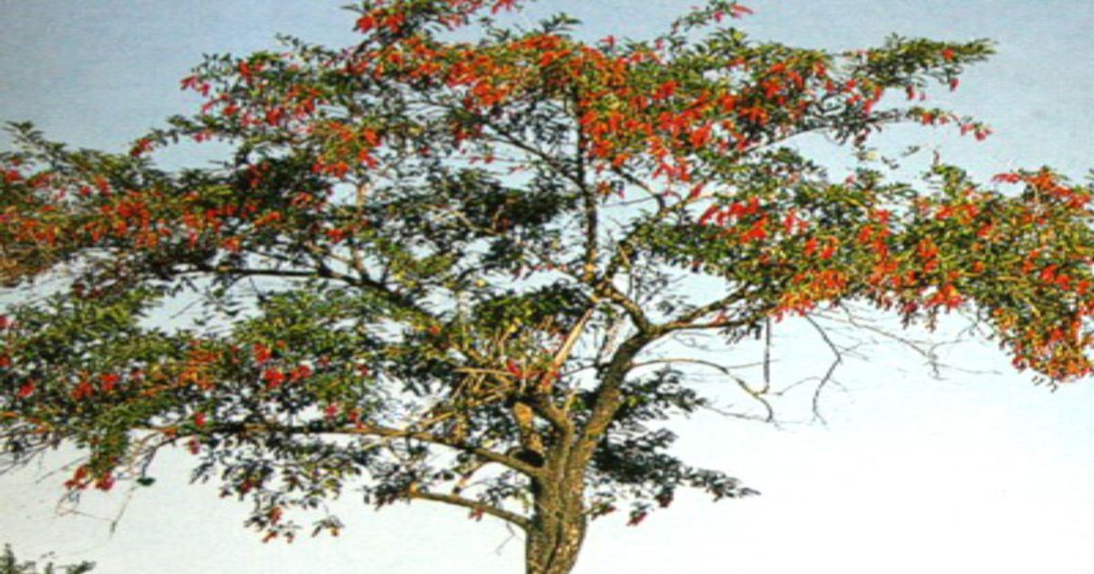 Valter Carlos: Nosso Viveiro e suas mudas curiosas: Tucaneira