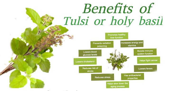 Wonderful Health Benefits of Tulsi Or Holy Basil - Naturopathy Treatment