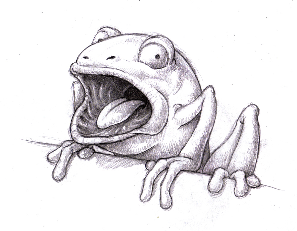 Magellin . Blog: Frog sketch