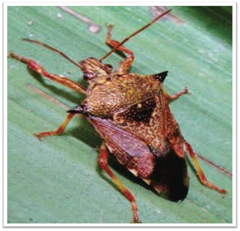 Membangun Perkebunan Kelapa Sawit: Hama Ulat Api Setora Nitens