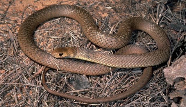 Top 5 Venomous Snakes in Australia | Australian Dog Lover