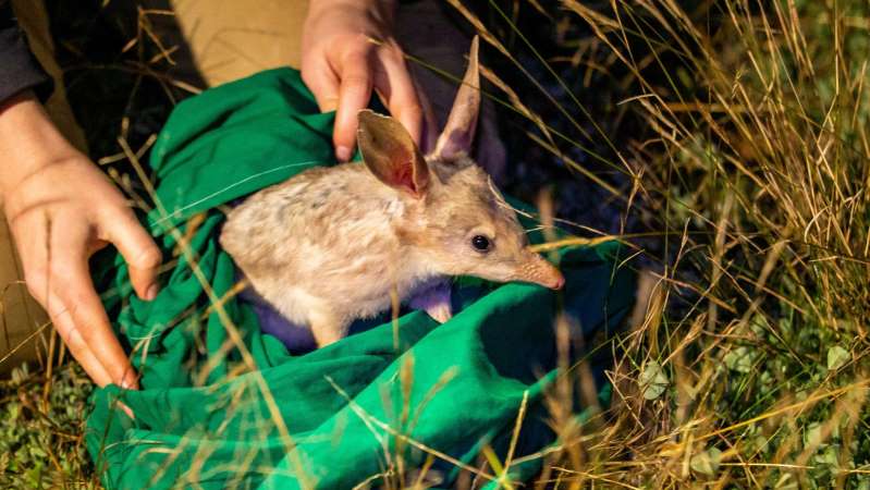 Bilbies released back into outback NSW after 100 years of 'extinction'