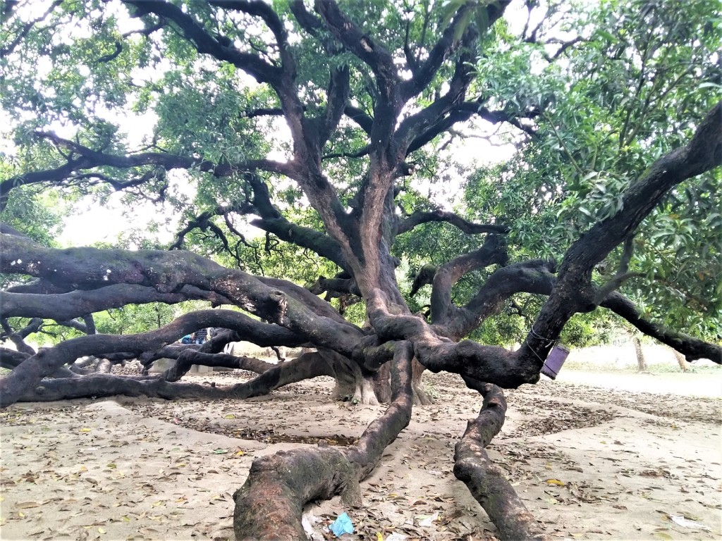 World's largest mango tree - History and Travel-world heritage BD