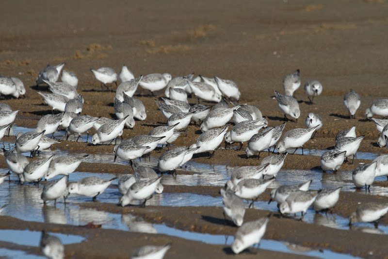 Birding Is Fun!: Sanderling - a "True" Sandpiper